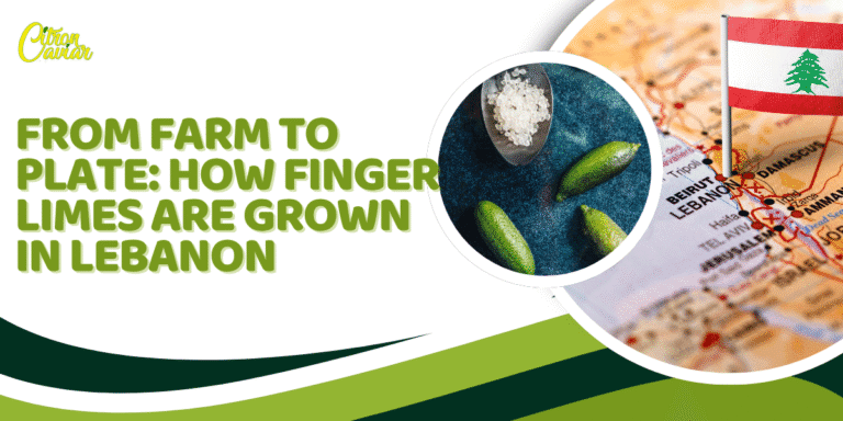 How Finger Limes Are Grown in Lebanon from Farm to Plate